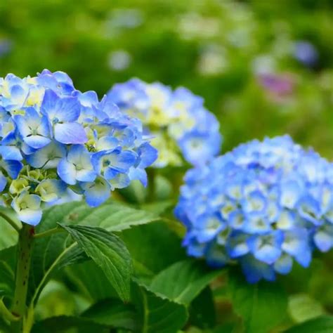 Blue Hydrangea Paniculata Grandiflora 15 Seeds