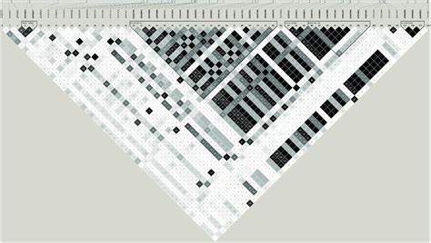 Linkage Disequilibrium Plot Using R 2 Linkage Disequilibrium Plot For