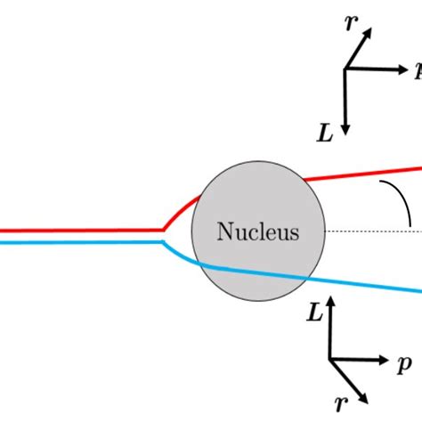 Diagram Illustrating The Spin Orbit Interaction Felt By Polarized