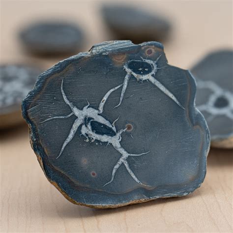 Septarian Nodules Large Collectible Specimen Mini Museum