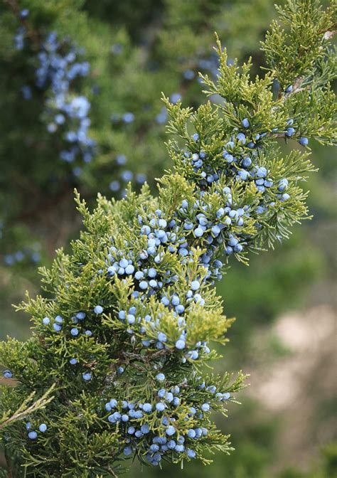 Facts About Juniper Trees Ultimate Guide Eureka Farms