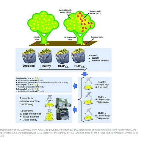 Relationship Between Symptom Severity And Relative Yield Fruit From