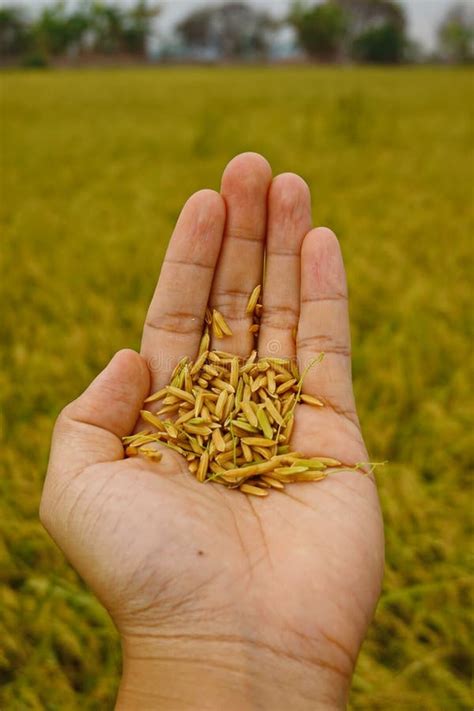 Rice Field Agriculture Grain Food Yield Season Stock Image Image Of Bread Grains 305667675