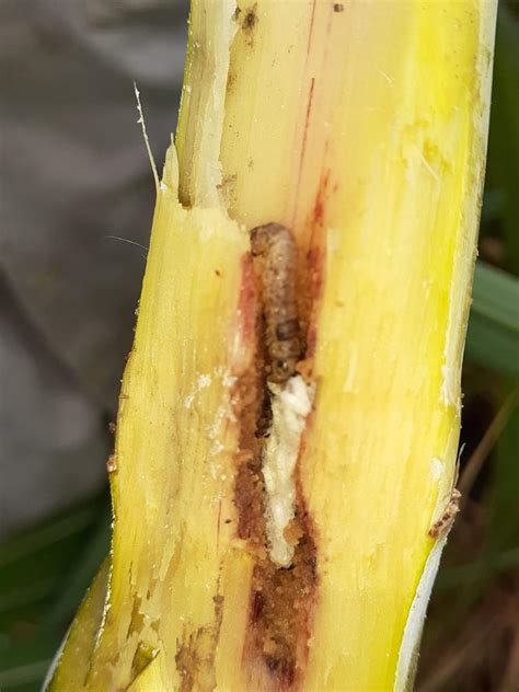 Facing The Main Sugarcane Pests In Brazil