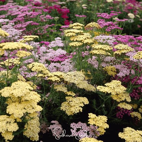 Yarrow Summer Pastels Achillea Millefolium 50 Seeds Seed Therapy Achillea Achillea