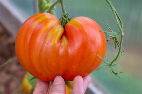 How To Grow And Care For Pineapple Tomato