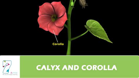 Part Of Calyx Understanding Sepals And Floral Anatomy Guide