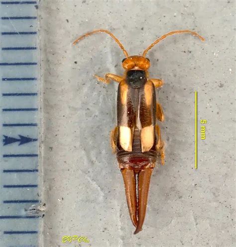 Earwig Vs Silverfish Key Differences Explained