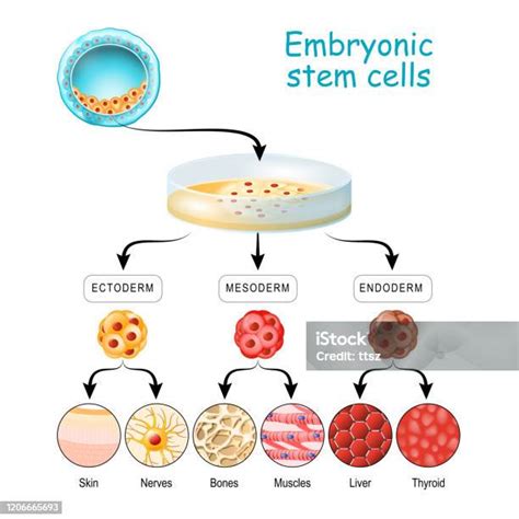 Cell Potency From Totipotent To Pluripotent Multipotent And Unipotent Cell Endoderm Mesoderm And