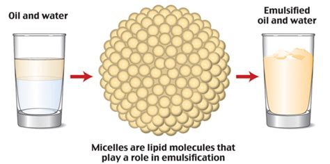 Digestion And Absorption Of Lipids Tutorial Sophia Learning