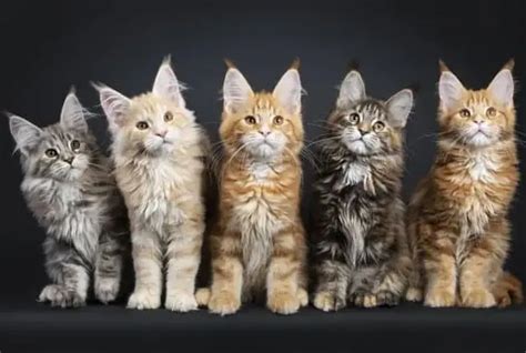 Unveiling The Rainbow A Guide To Maine Coon Cat Colors