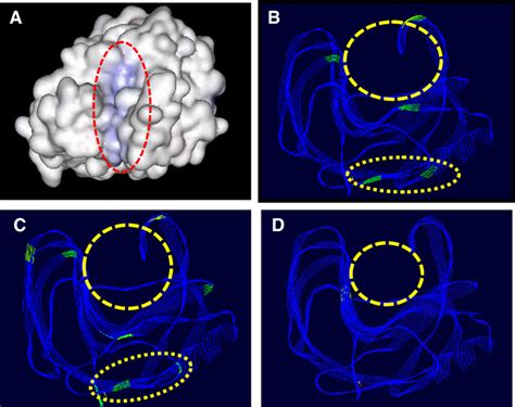Structural Comparisons Of B Brevis Xylanase With Other Bacillus Sp Download Scientific