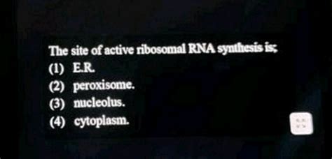 The Site Of Active Ribosomal Rna Syuthesis Is 1 Er 2 Peroxisome