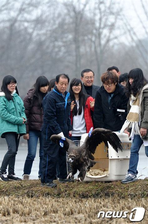 자연의 품으로 돌아가는 야생 독수리 네이트 뉴스
