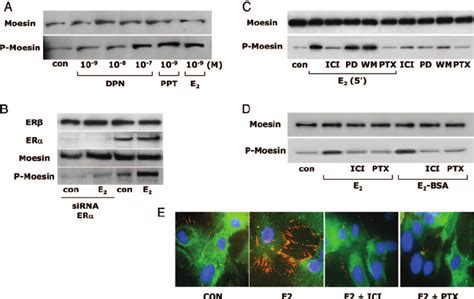 The Dynamic Moesin Activation And Actin Rearrangement Are Triggered By