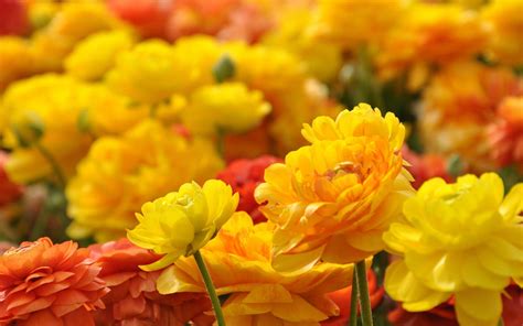 Yellow Flower Hd Wallpapers Top Free Yellow Flower Hd Backgrounds