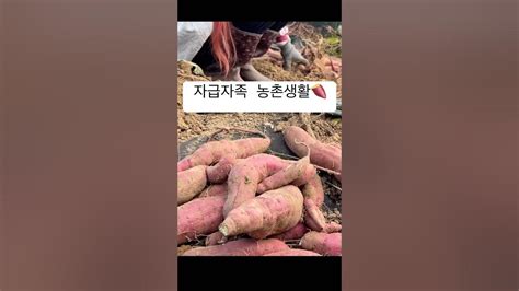 자급자족 농촌생활 주말농장 🍠🍠 Youtube