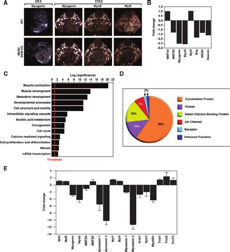 Analysis Of Muscle Gene Expression In Mef2c Mutants A And B Download Scientific Diagram