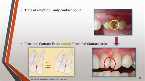 Contacts Contours PDF Oral Care Personal Care