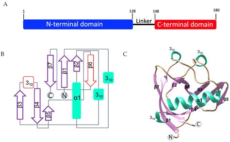 Ijms Free Full Text Two Ligand Binding Sites On Sars Cov 2 Non Structural Protein 1 Revealed