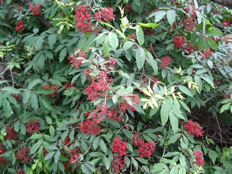 Elder Sambucus Sambucus Pubens