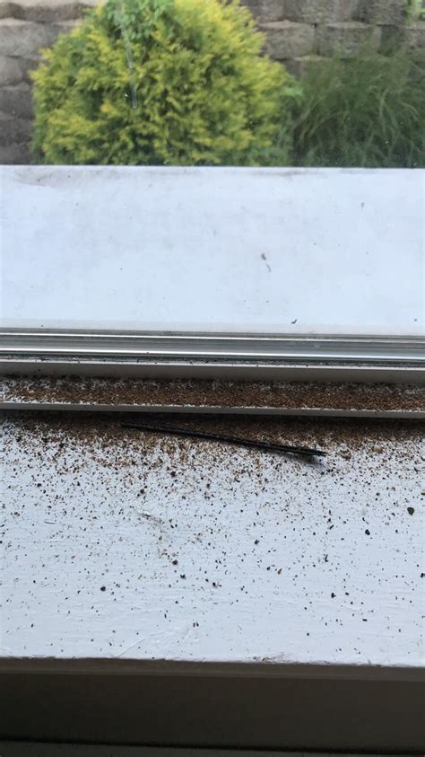 Just Moved Into A House Im Renting What Is This Dust On My Windowsill