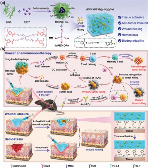中国科学院贺超良研究员团队adv Funct Mater 知乎