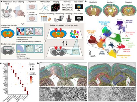 Stcem Spatially Links Single Cell Transcriptomes With Tissue Download Scientific Diagram