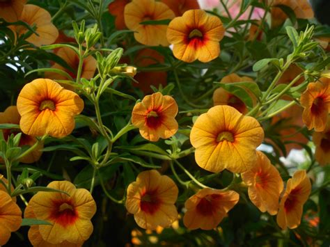 무료 이미지 작업 자연 성장 집 꽃잎 여름 환경 봄 녹색 색깔 식물학 지독한 사업 노랑 농업 정원 플로라 다년생의 시즌 식물의 온실