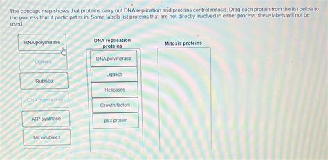 Solved The Concept Map Shows That Proteins Carry Out DNA Replication And Course Hero