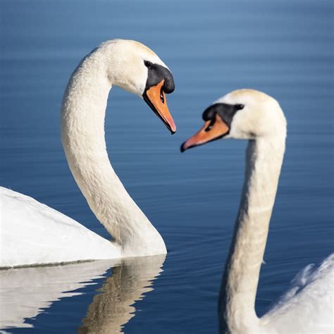 crossing paths two mute swans crossing paths at the local … flickr