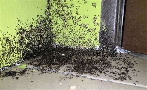 Ants Near The Front Door How To Get Rid Of Ants Inside Wood