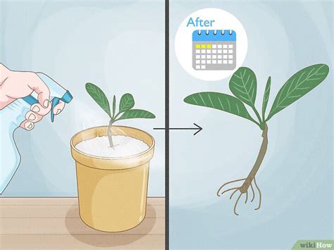 How To Propagate A Rubber Plant 3 Easy And Effective Ways