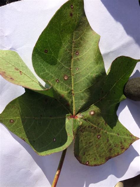 Python Detection Of Leaf On Unpredictable Background Stack Overflow