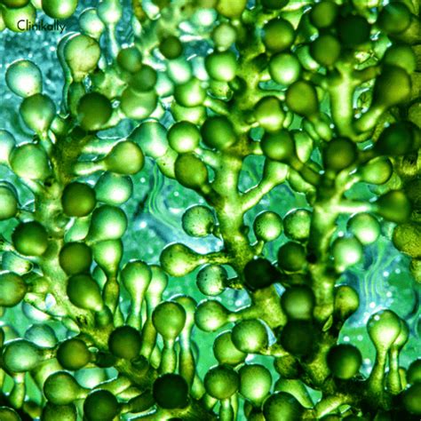 7 Amazing Benefits Of Marine Extracts In Skincare Clinikally