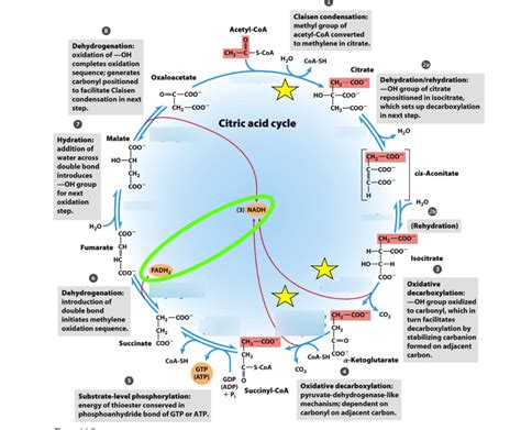 Citric Acid Cycle Diagram