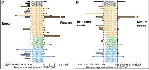 Phylogenetic Analysis And Tissue Specific Expression Profile Of The P Download Scientific