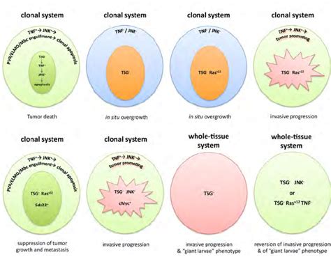 Simplified Model Showing The Most Important Genetic Interactions Of Download Scientific Diagram