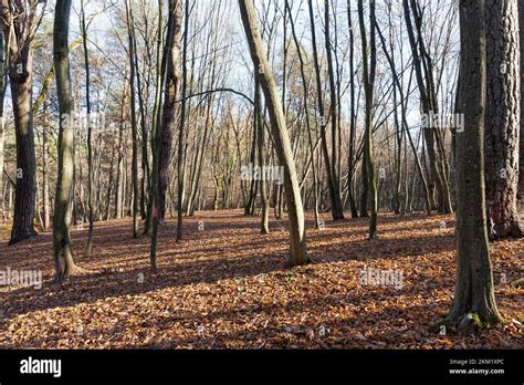 Deciduous Trees In The Autumn Season During Leaf Fall Mixed Forest