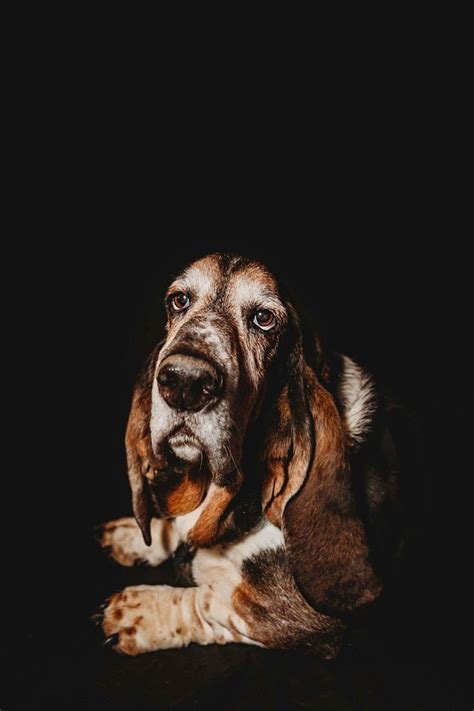 Basset Hound Dog Portraits