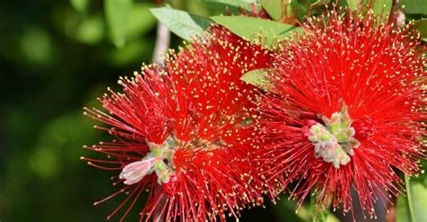 Sex Plants And Colonisation Reclaiming Botany From The Tendrils Of Empire