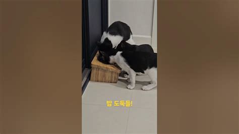 엄마냥이 밥 뺏어먹는 아깽이들 Youtube