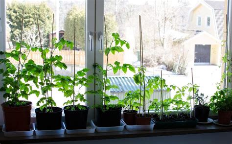 Виростити помідори вдома на підвіконні правила поради