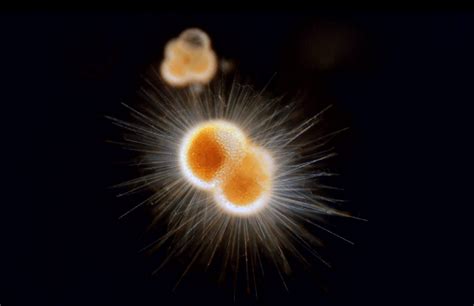 Protists 2 Chroniques Du Plancton
