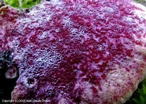 Mycodb Photos De Champignons Hypomyces Rosellus