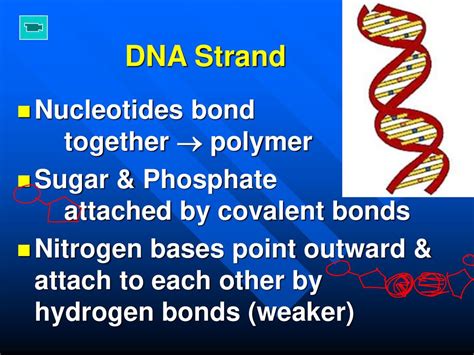 Structure And Replication Ppt Download