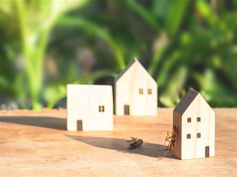 Tips To Prevent Cockroaches Flick Pest Control