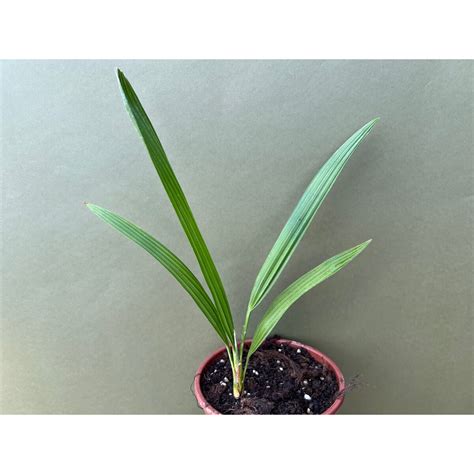 Chamaerops Humilis Vulcano Kompakte Zwerg Palme 2990