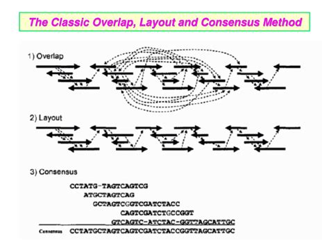 Ppt Genome Assembly And Structural Variation Detection From Minion Nanopore Data Powerpoint