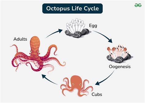 Blanket Octopus Life Cycle At Teri Banuelos Blog